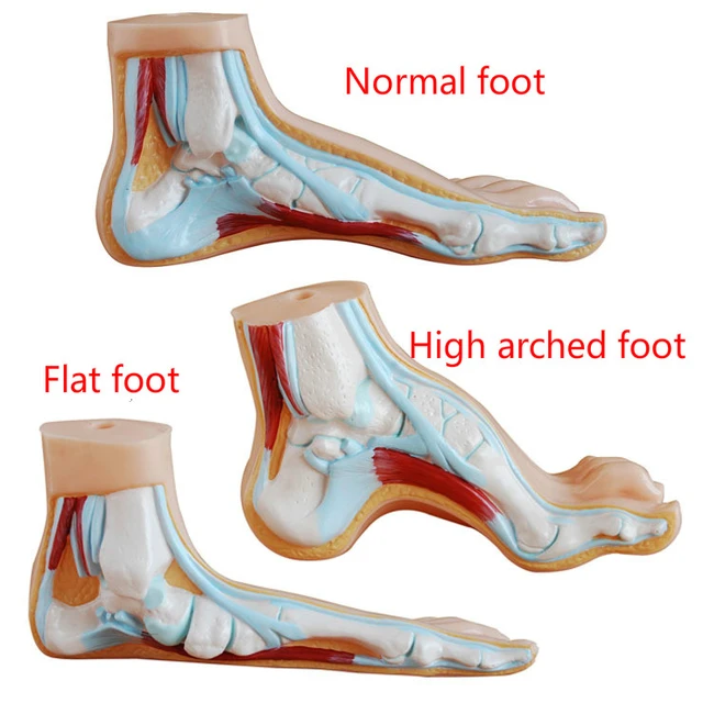 Healthy Foot Structure