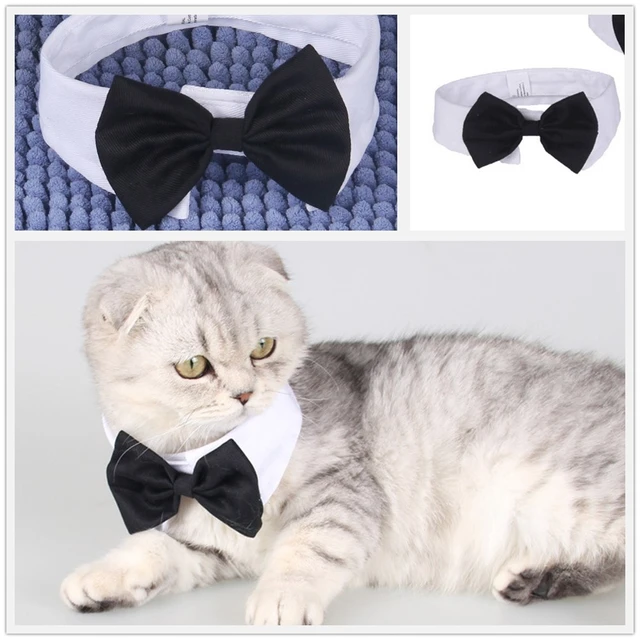 Joyeux Anniversaire Chat Smoking