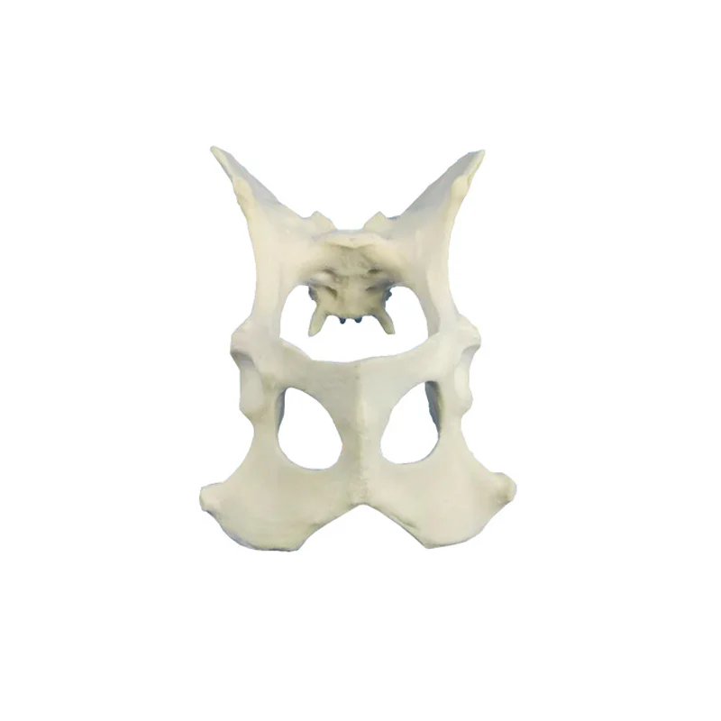 Dog Pelvis Anatomy