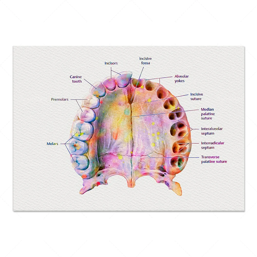 Interradicular Septum