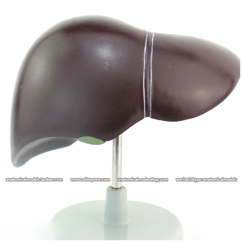 12545-Human-Natural-Life-Size-Liver-Simulation-Model-Medical-Science ...