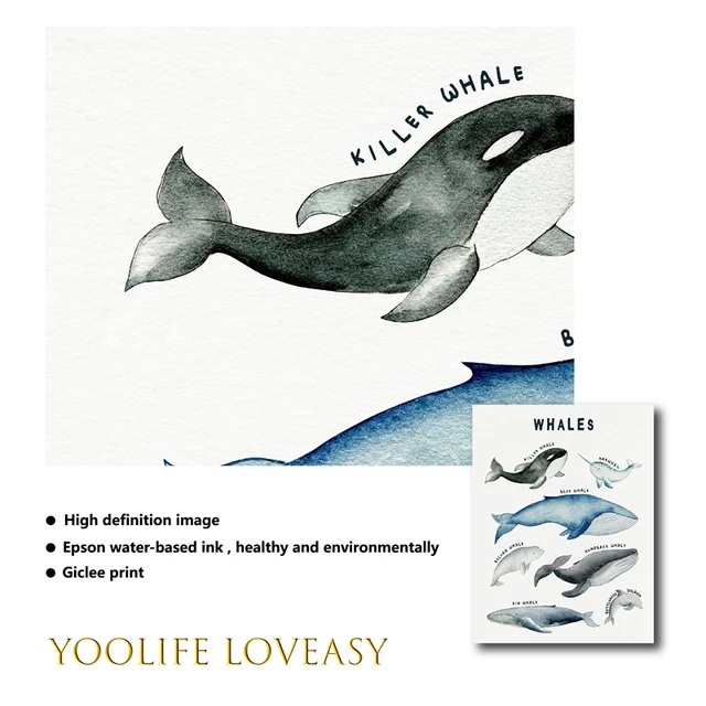 Whale Species Poster