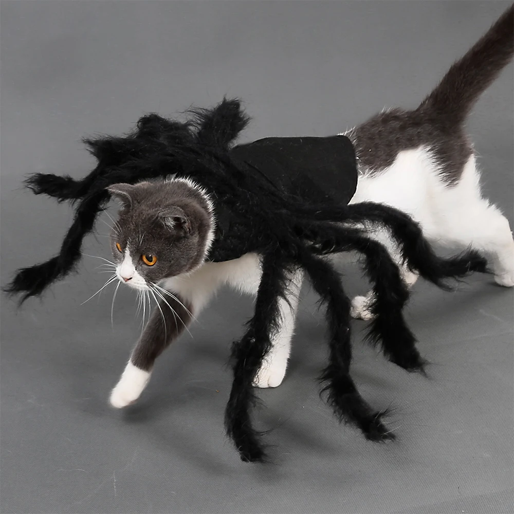 Spider Pet Costume | asghedom.com