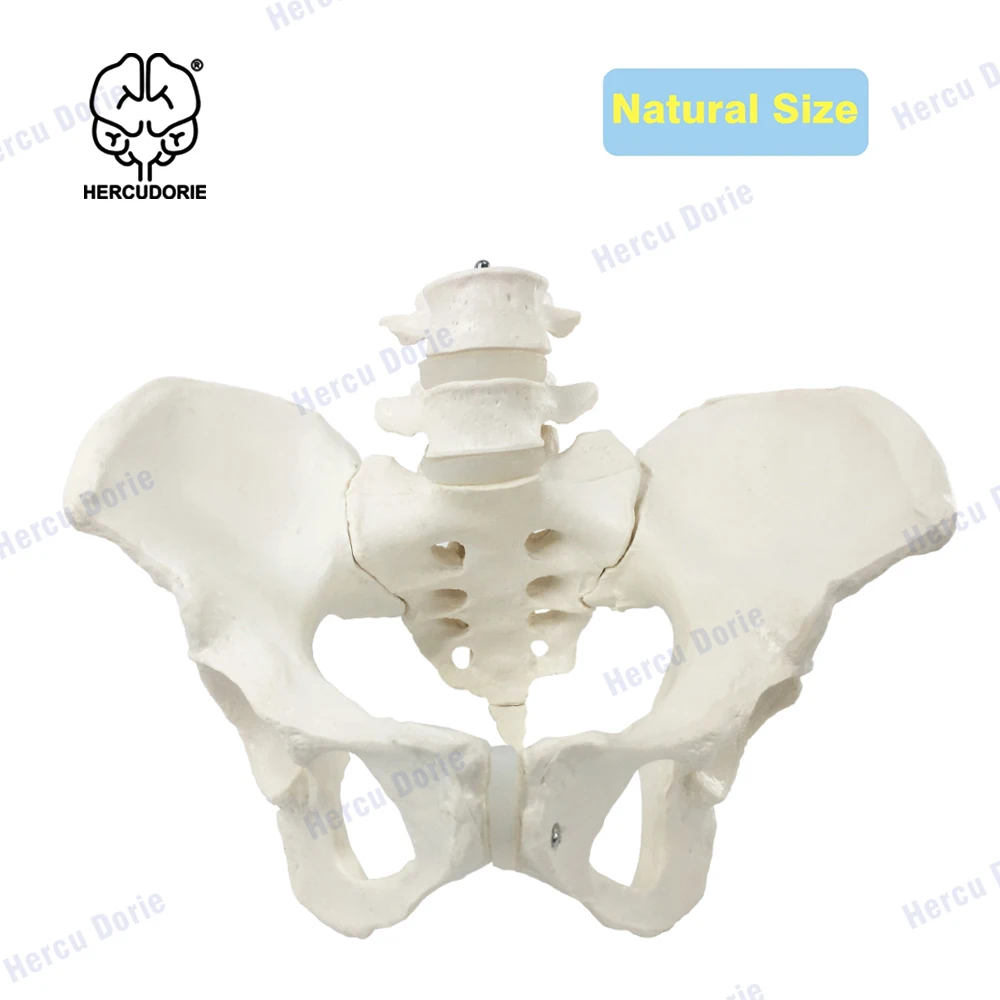 Modelo Anatómico Femenino De Pelvis, Sacro Y Pubis, Kit De