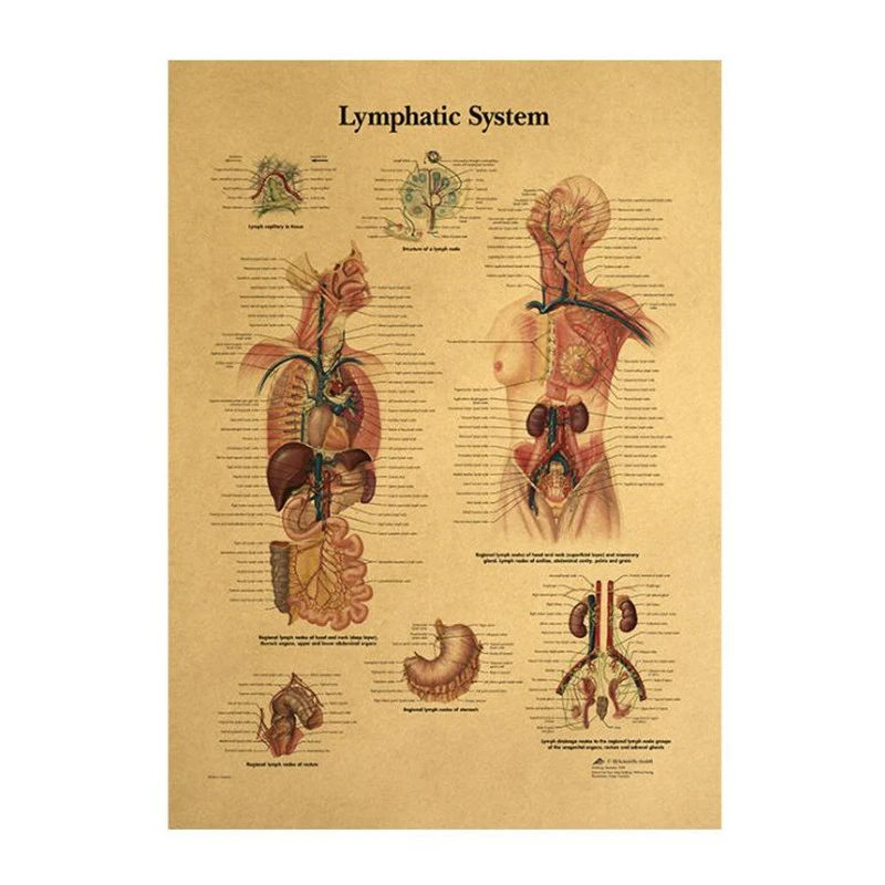 Lymphatic-System-Vintage-Medical-Poster-Room-Decoration-Posters ...