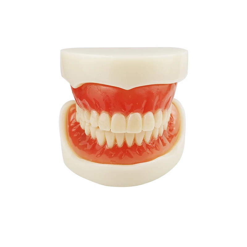 Teeth Model Complete Denture Dental Study Denture Model|Dental Teaching ...