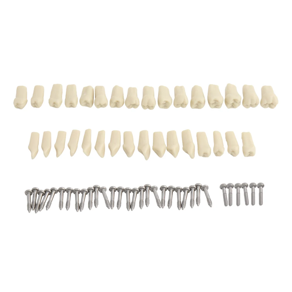32pcs Teeth for Dental Model Teeth Model Fit Frasaco Dental Teaching ...