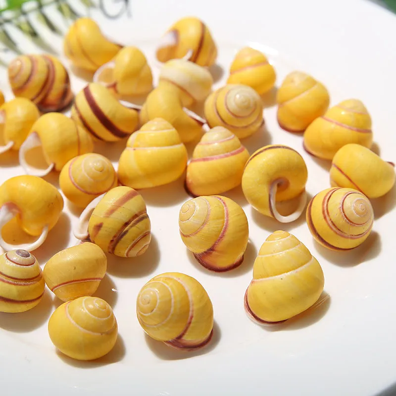 Small-Yellow-Conch-Natural-Lucky-Shell-Marine-Gold-Grid-Specimen-About ...