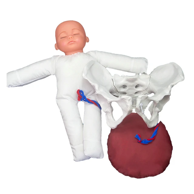 Pelvis Model Female - Anatomically Accurate Pelvis With Baby & Placenta ...
