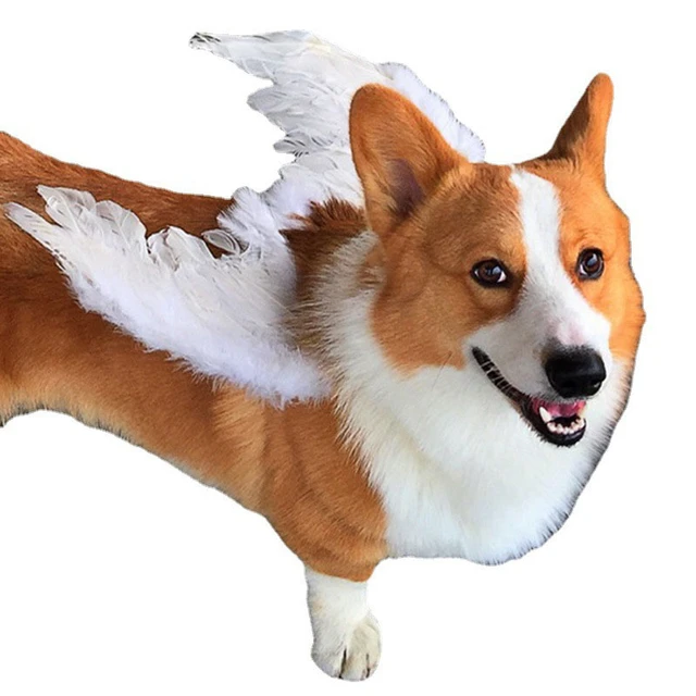 Corgi With Wings