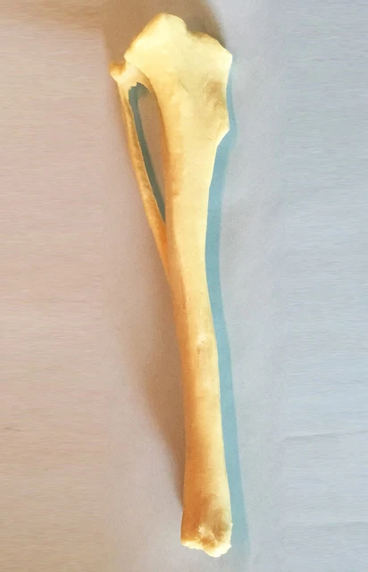 Dog Tibia Bone