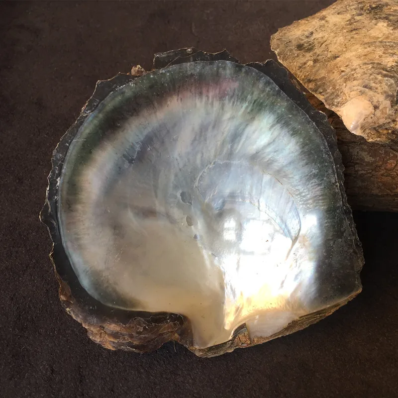 Black Mother Of Pearl Shell