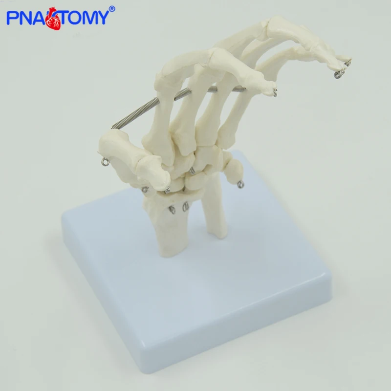PNATOMY life size flexible hand joint model hand bone anatomical model ...