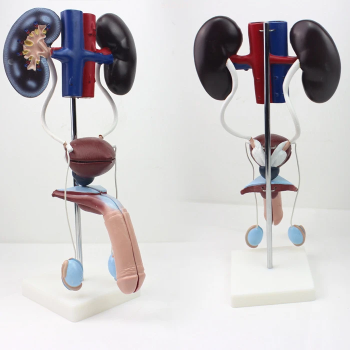 Anatomical Model Of Male Genitourinary System Medical Student ...