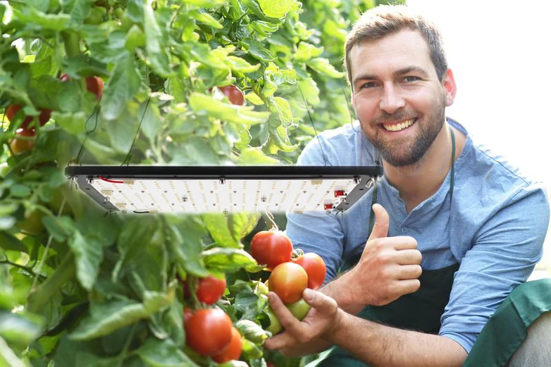 Figolite grow светодиодная фитолампа 120/240/320 Вт Samsung LM301H ...