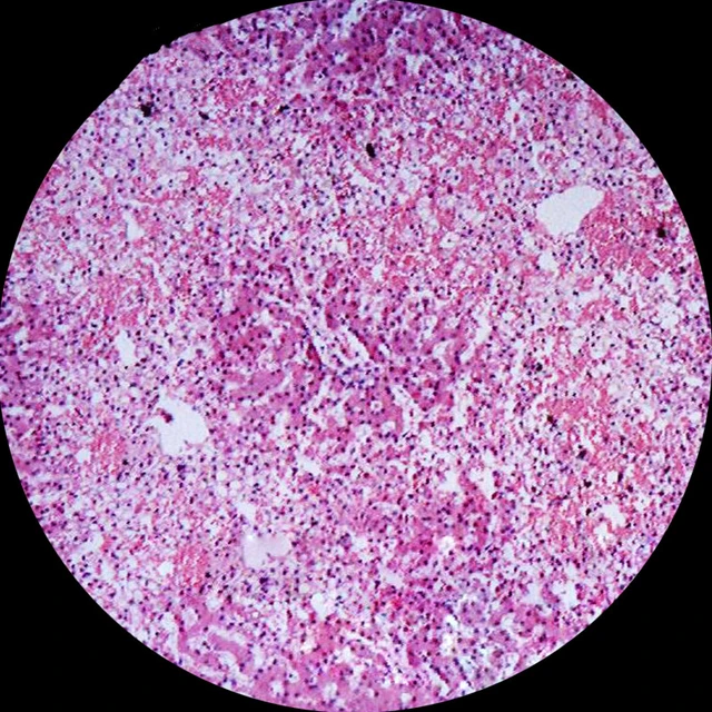 Animal Tissue Slides