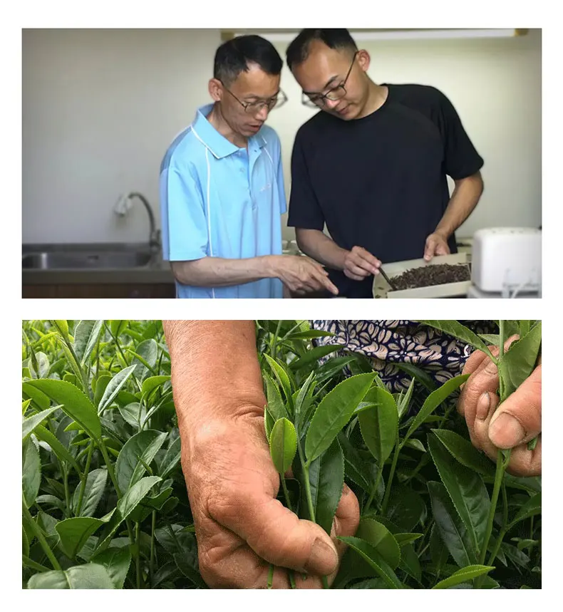 Taiwan GABA Oolong Chinese Tea High Mountain Cha Strips Shape GABA Tea ...