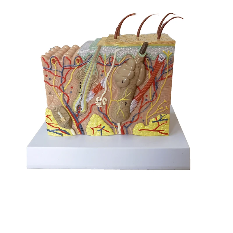 Human Skin Structure