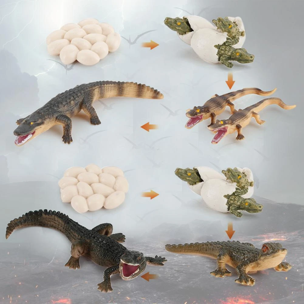 Life Cycle Of A Crocodile