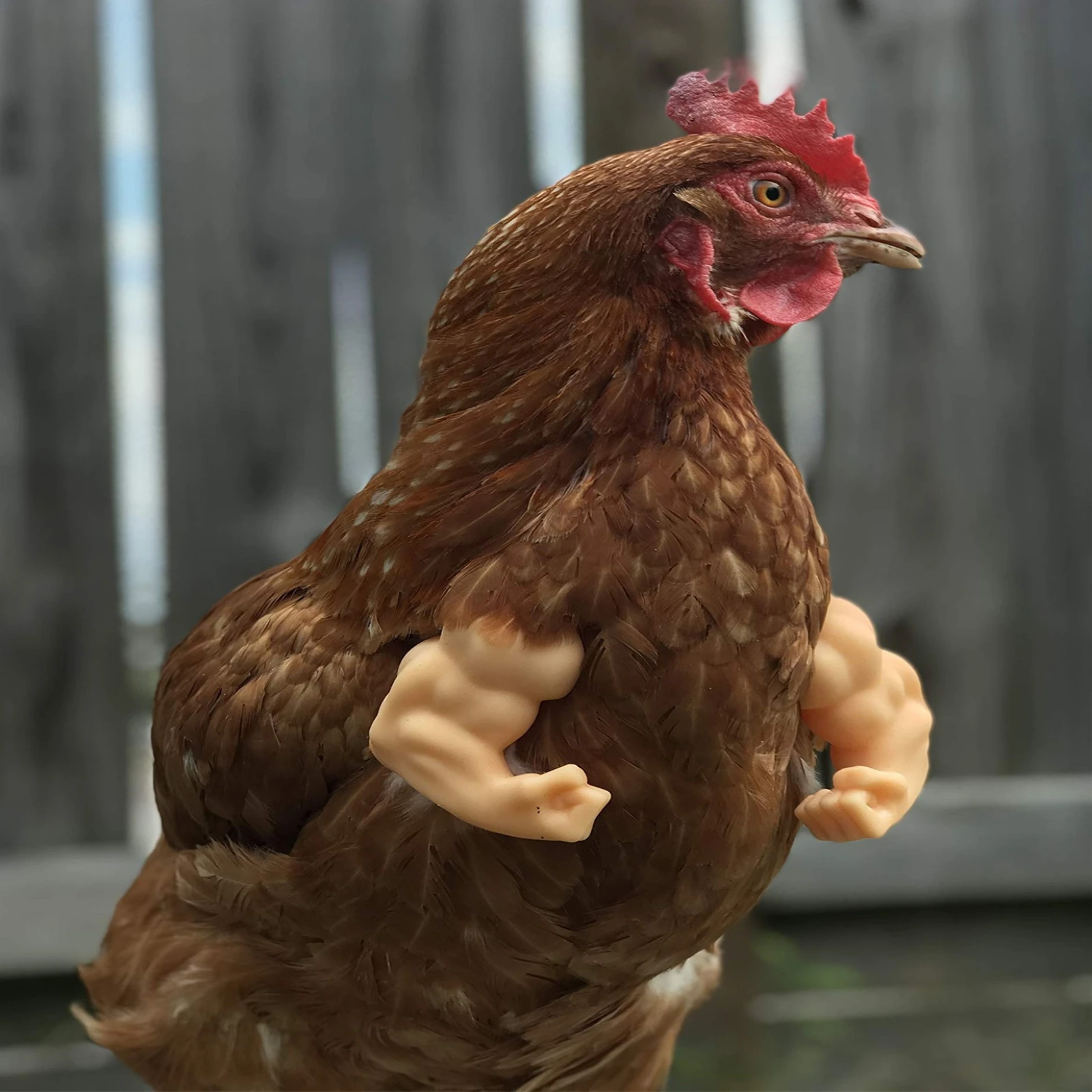 Funny Chicken Pictures Images