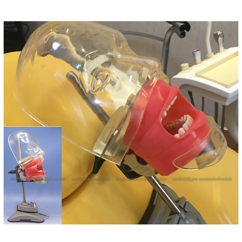 CMAM-12559-Dental-Phantom-Head-Suction-cup-type-Human-Oral-Dental ...