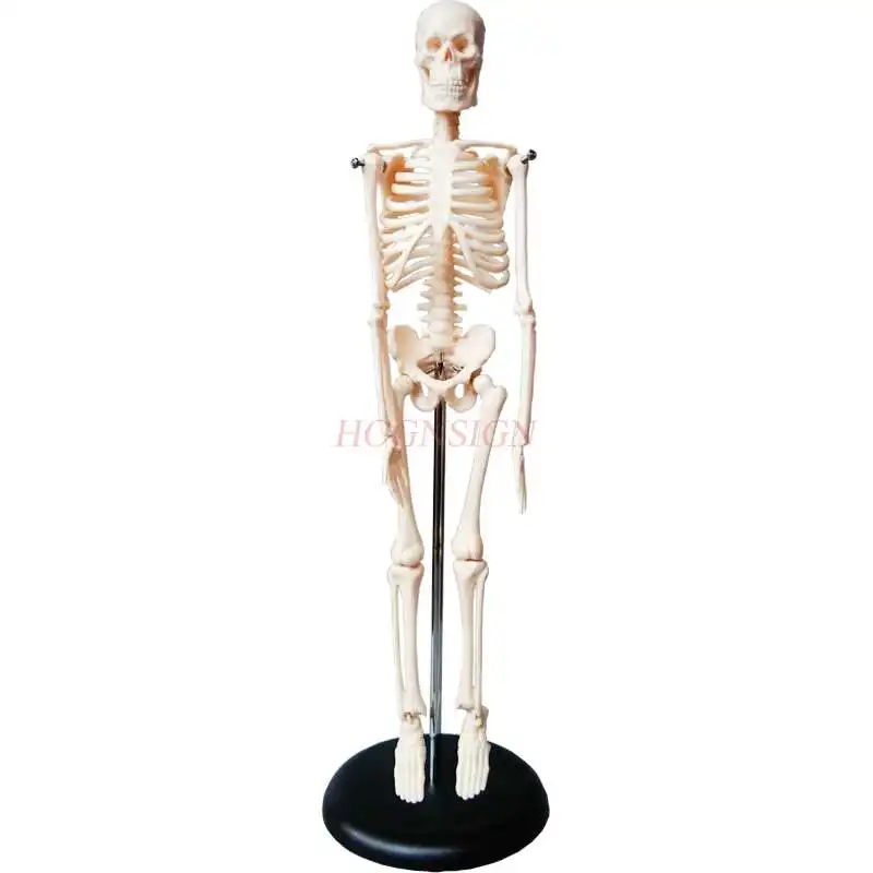 45cm-insan-v-cudu-iskelet-modeli-iskelet-anatomi-yap-s-omurga-kafatas ...
