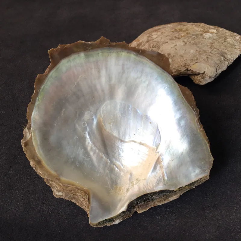 Mother Of Pearl Shell Photography