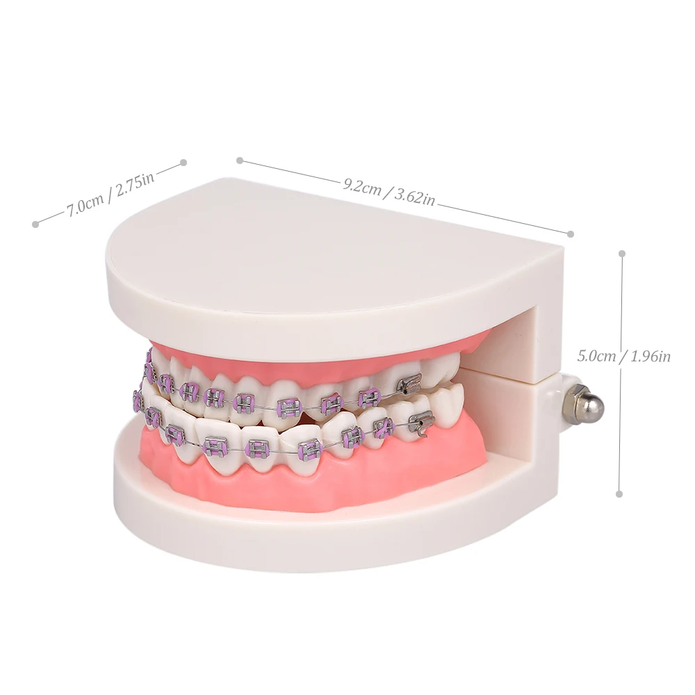 Dental Orthodontic Mallocclusion Model Tube Teeth Model with Brackets ...