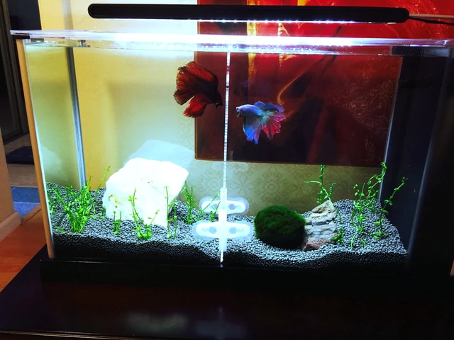 Betta Fish Tanks With Dividers