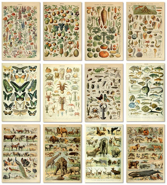 Vintage Biology Posters