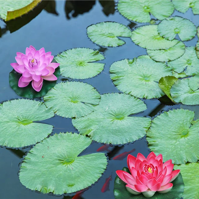 Lotus Flower Pond