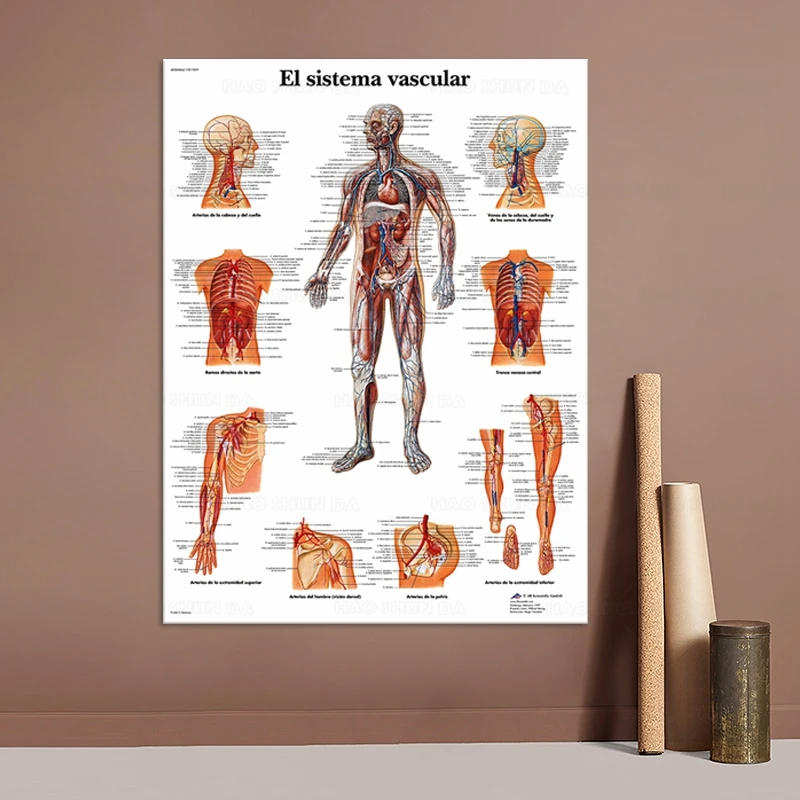 Life Size Human Body Poster