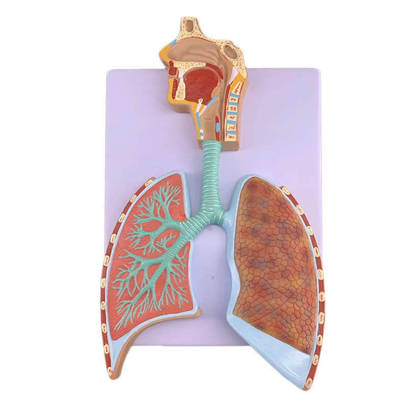 Human-respiratory-system-anatomical-model-Lung-anatomical-respiratory ...