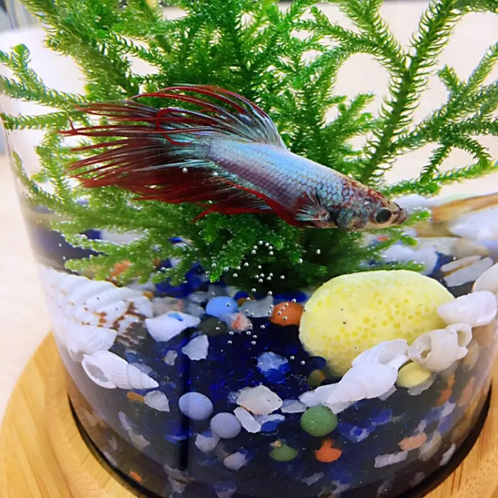 Betta Fish Bowl Bottle