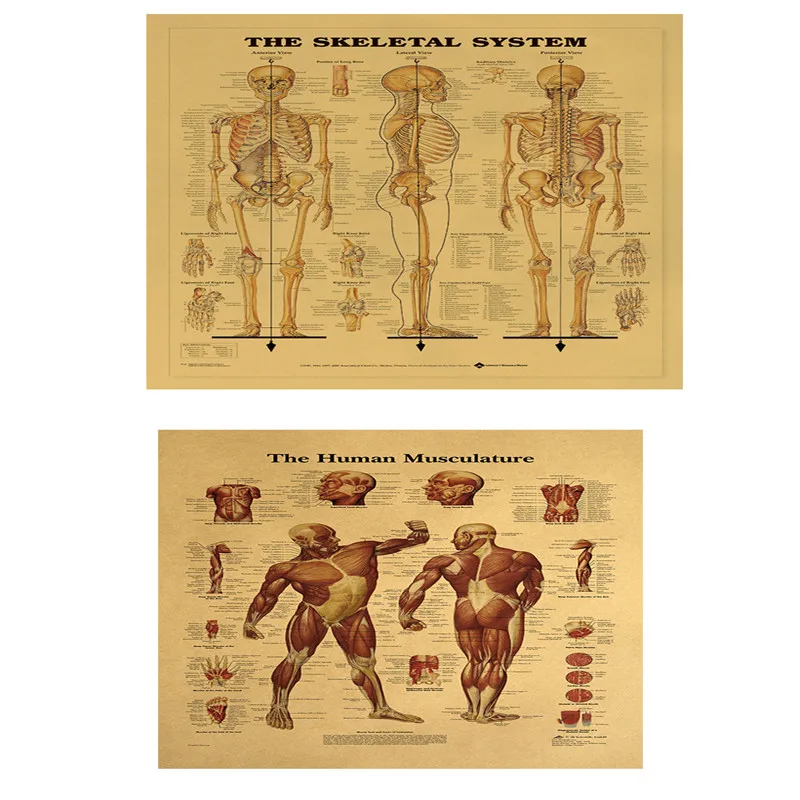 Muscular-Skeletal-System-Anatomical-Poster-Set-2-Chart-Set-Human ...