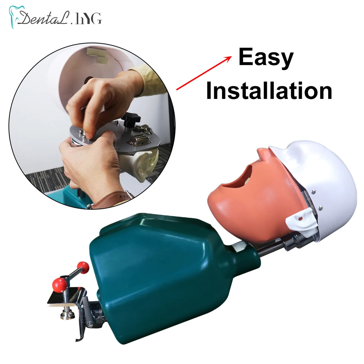 Dental Head Model Simulation Dentistry Manikins Simulator Phantom ...