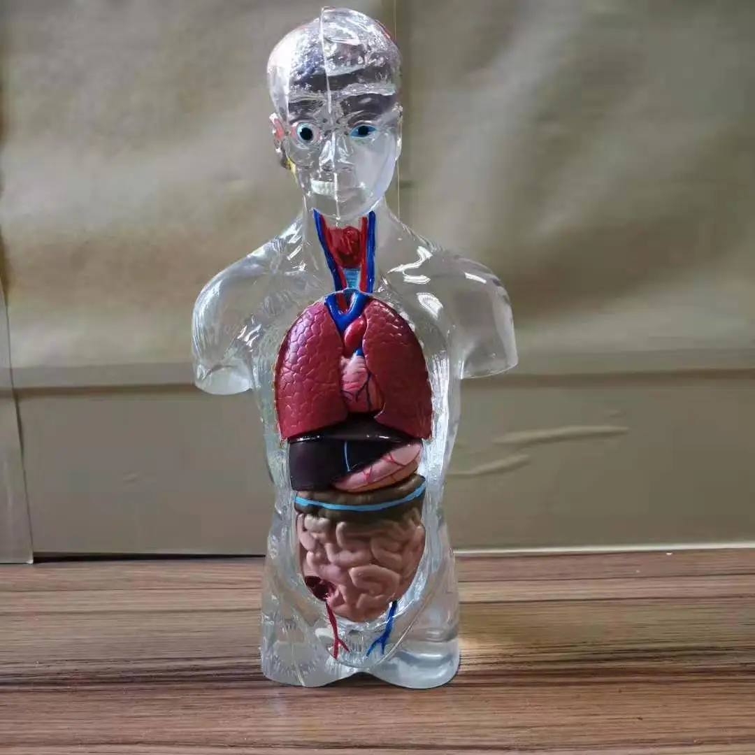Human Torso Model Internal Organs Model Dismountable Anatomy Medical ...