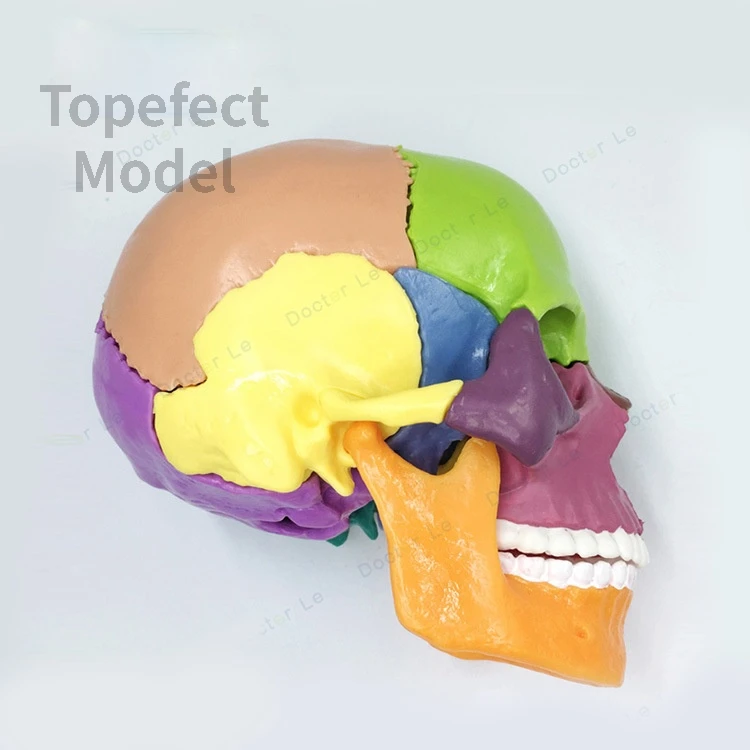 15 Parts 4D 1:2 Life-sized Colored Assembly Human Anatomy Head Skull ...