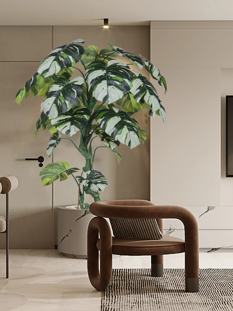 Monstera Deliciosa Indoors