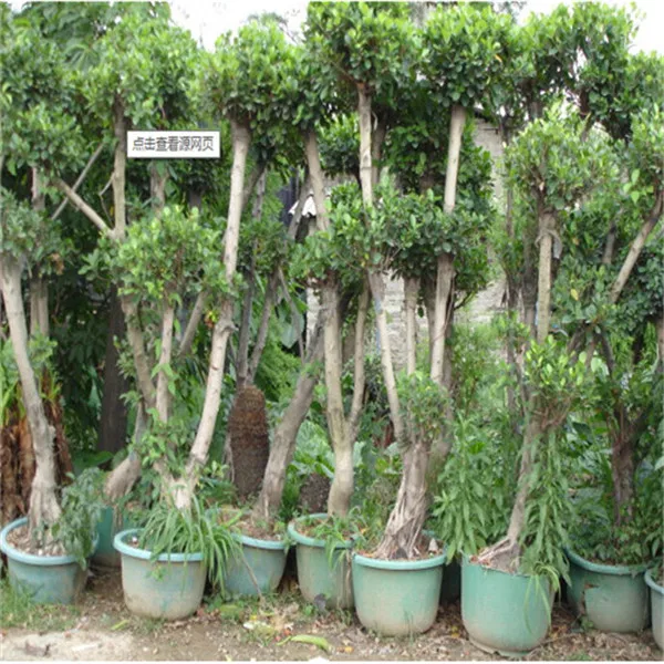 Indoor Cinnamon Tree