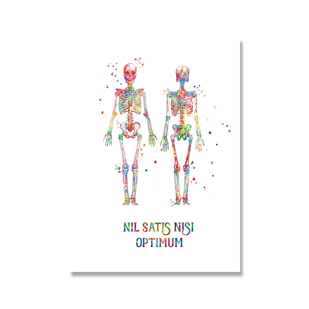 Latin Vintage Human Anatomy Poster