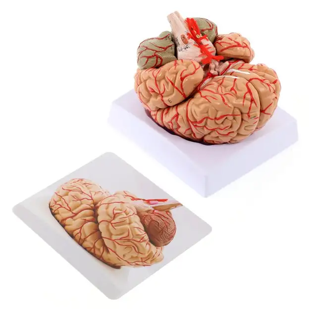 Real Human Brain Anatomy