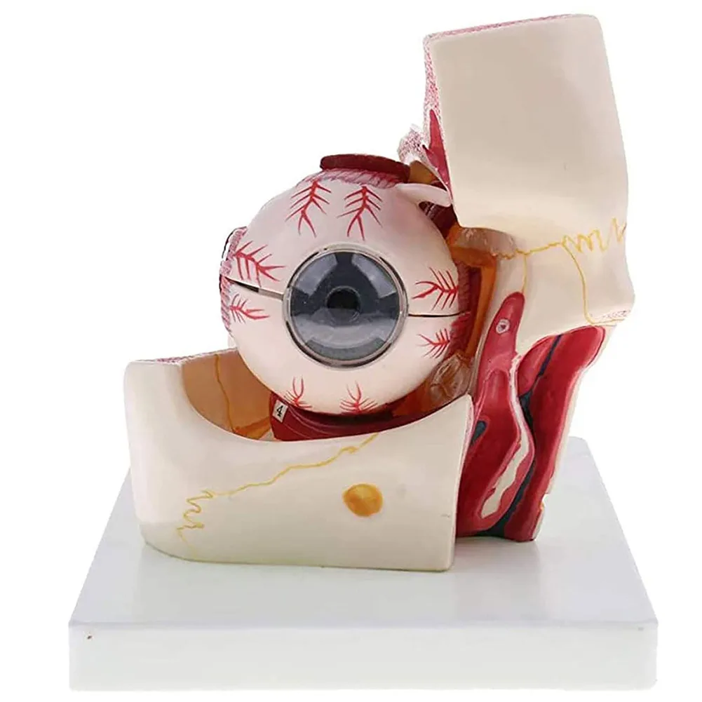 Enlarge-Human-Eye-Structure-Model-Eyeball-Internal-Structure-Cornea ...