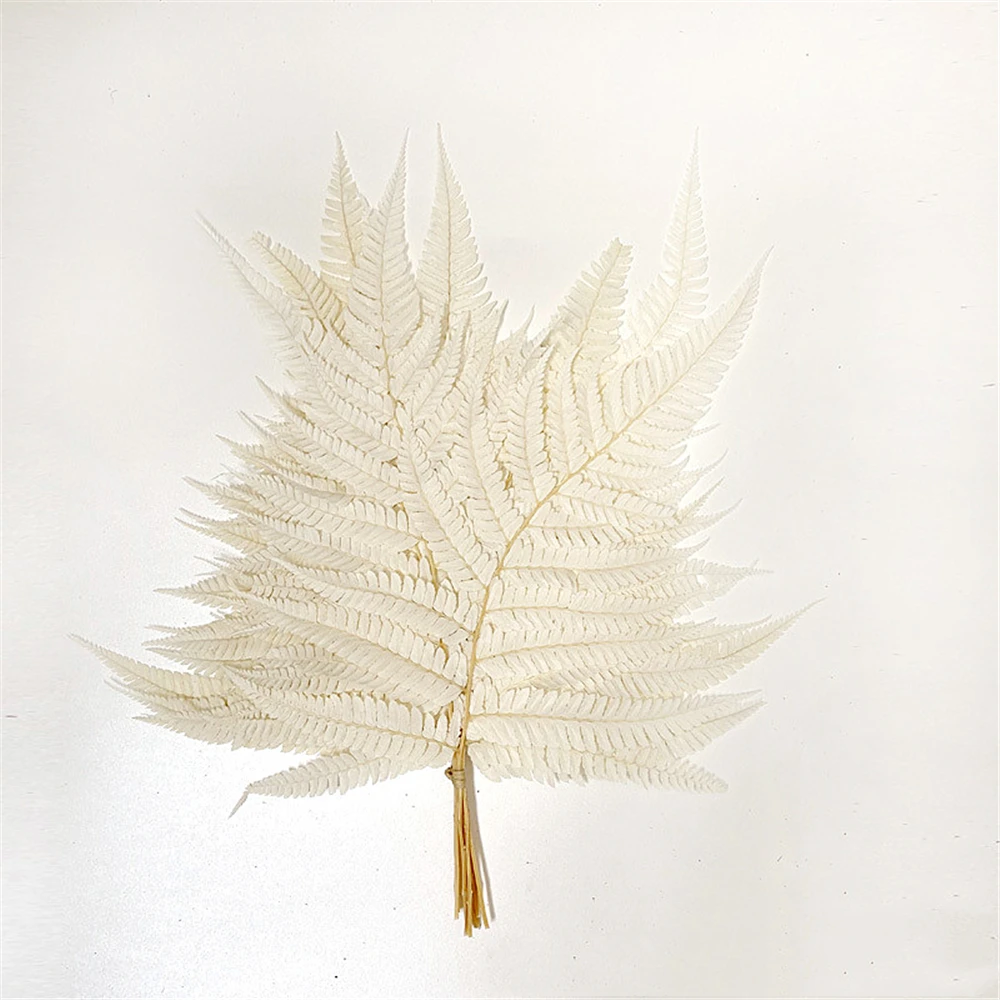 True Fern