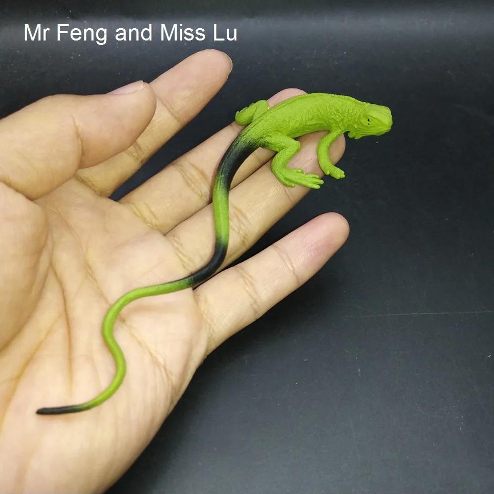 Long Tailed Lizards As Pets