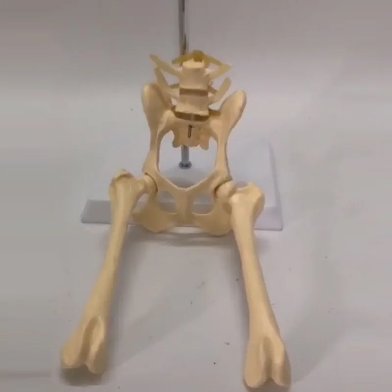 Animal-Canine-Dog-Pelvis-Healthy-Hip-Joint-Model-for-Medical-Teaching.jpg