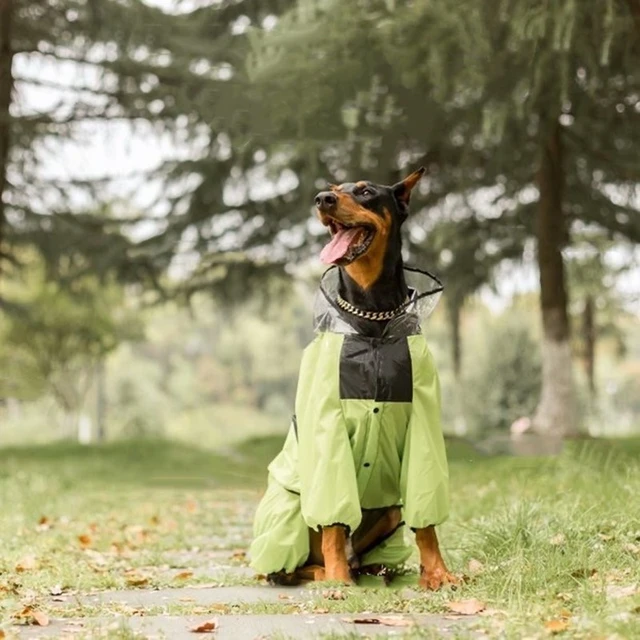 Burgund Mikrowelle Geheim mantel labrador Gewehr Erinnern Nachkommen