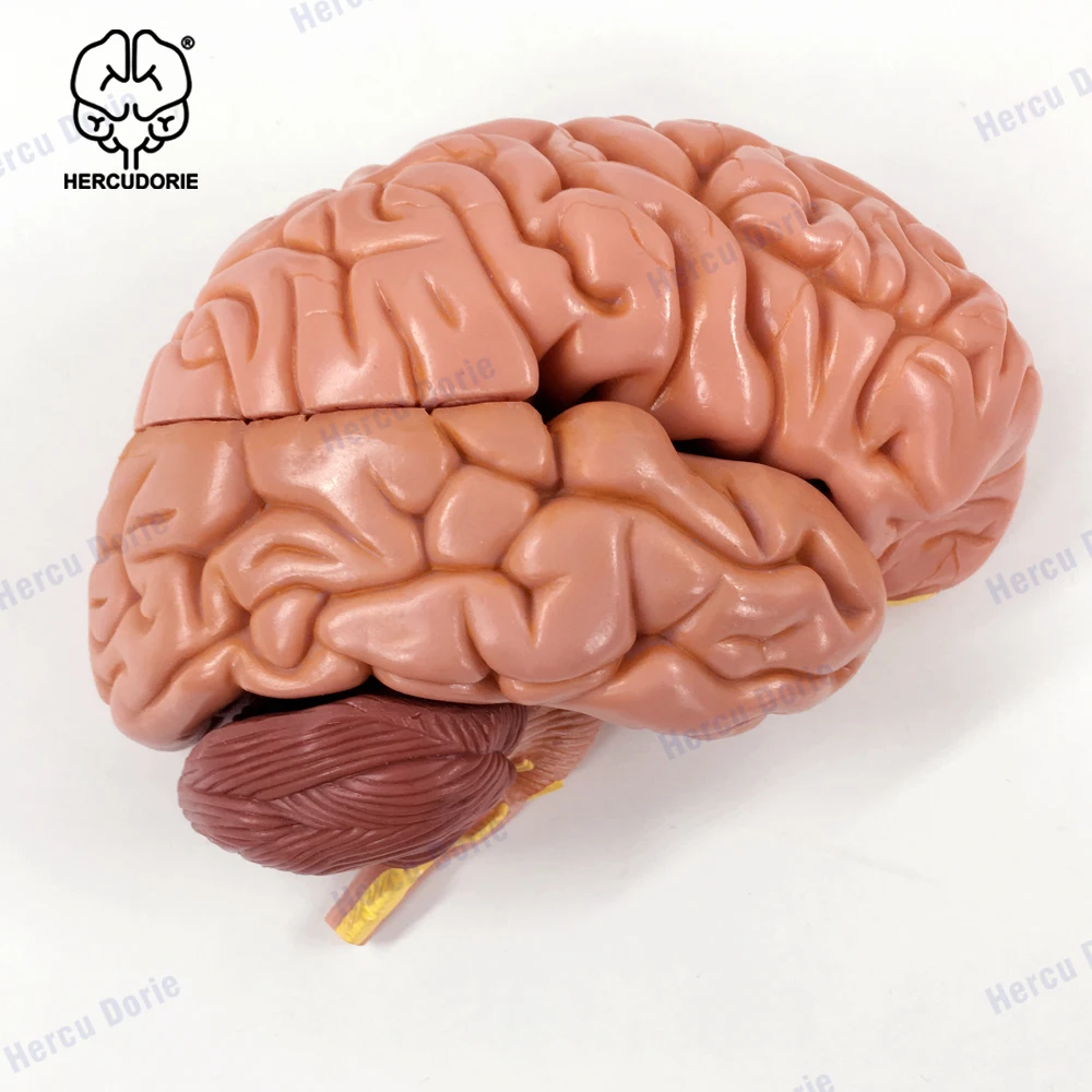 Human Brain Unlabeled