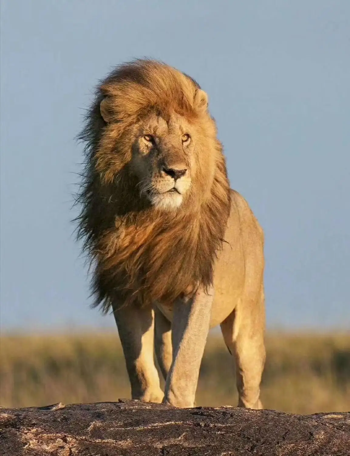 Ev duvar dekoru için aslan resimleri sanat baskı ipek posteri 24x36 inç ...