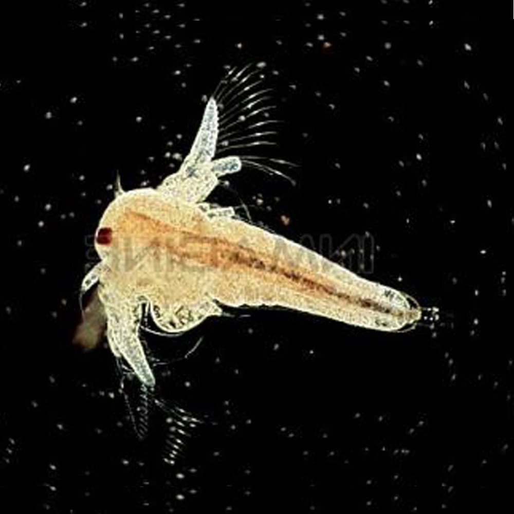 What Do Sea Monkeys Look Like Full Grown